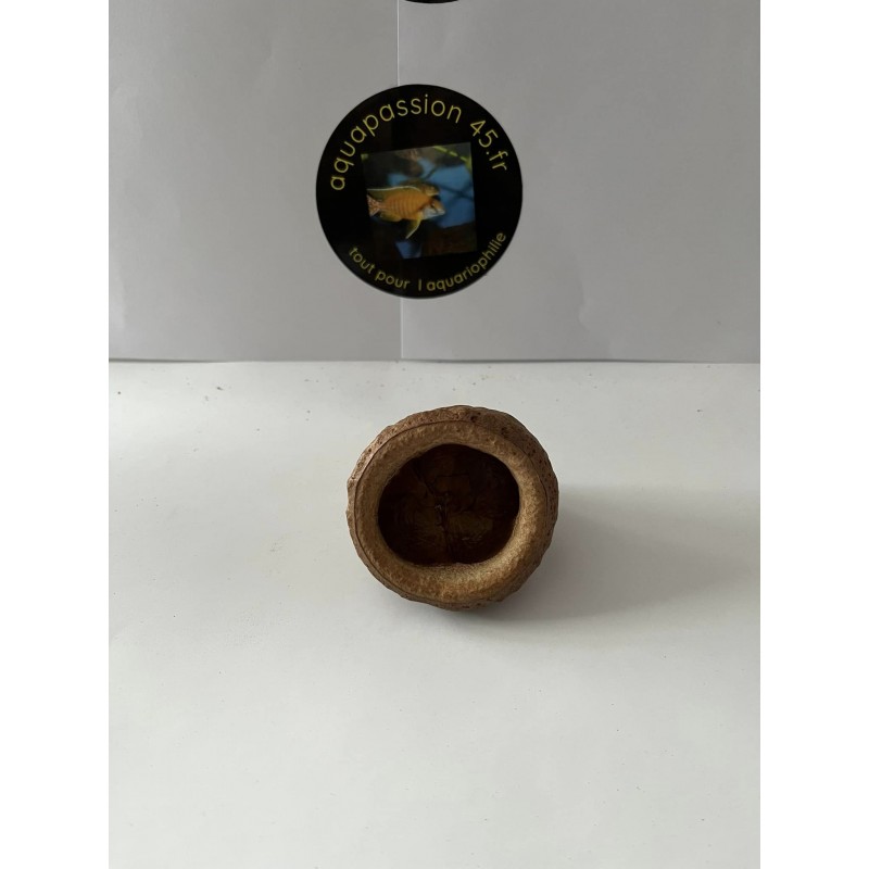 Chapeuzinho | Couvercle noix de paradis